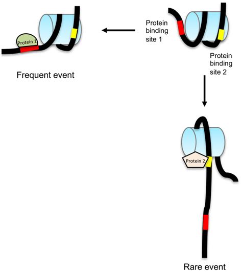 The Distinct Incidences Of Dna Binding Proteins In Nucleosomes Binding Download Scientific