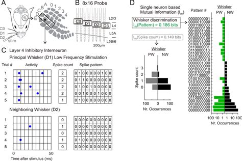 Representation Of Single Neural Responses By Spike Counts And Spike Download Scientific Diagram