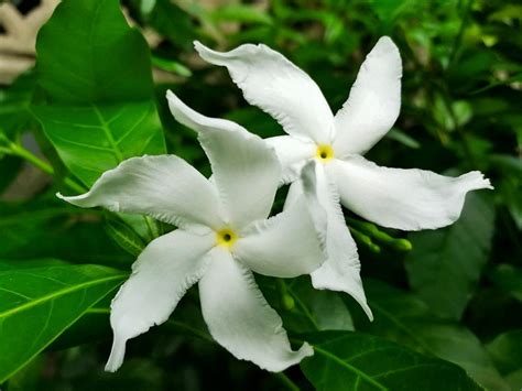 Essential Tips For Gardenia Care Green Packs