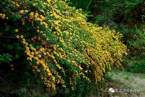 植物壁纸温暖如阳棣棠花 一兜糖 家的主理人社区