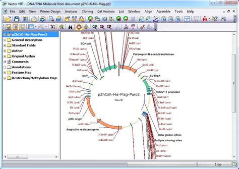 Convert Vector Nti® Files To Snapgene Dna Format Snapgene