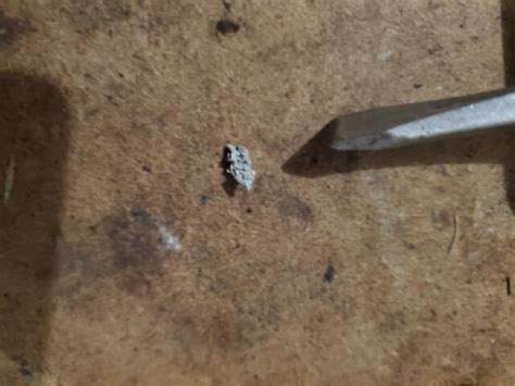 Leaking Carb Overflow Tr6 Tech Forum The Triumph Experience