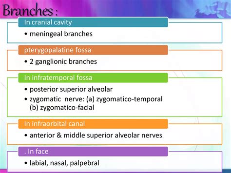 The Maxillary Nerve Pptx