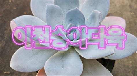 🎀🎀🎀🎀다육판매🎀🎀🎀🎀🎀이천승아다육 이천다육 국민다육 다육판매영상 Succulent Youtube