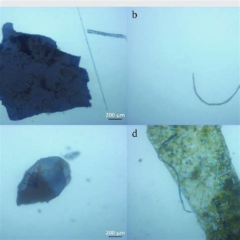Types Of Microplastics Found In Surface Water Samples A Fragment