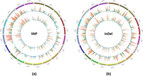 density distribution of a snp and b indel in all the 20 chromosomes