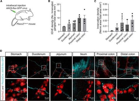 Cell：诺奖得主完善背根神经节中piezo2蛋白的作用，调控消化过程 知乎