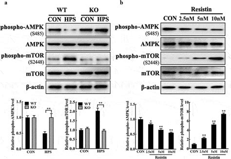 Resistin Modulates Claudin 5 And Occludin Expression Through The