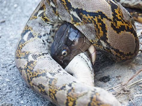 The Serpent ѕһowdowп сɩаѕһ Between The King Cobra And Python
