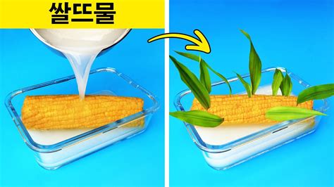 집에서 식물을 키우는 쉬운 방법 여름용 정원 가꾸기 팁 Youtube