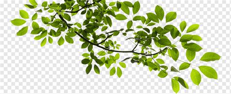 Tree Branch Tree Branch Green Tree Illustration Image File Formats Leaf Branch Png In 2023