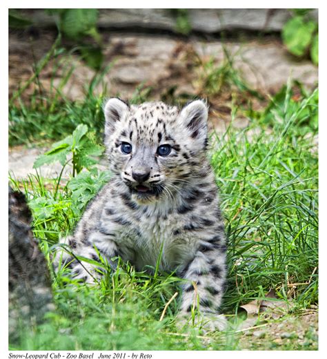 Snow Leopard Cub By Reto On Deviantart