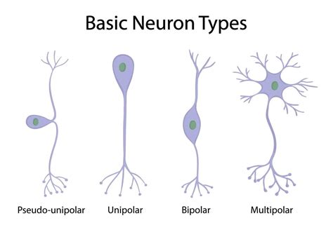 Tipos De Neurônios Isolados No Fundo Branco Em Estilo Cartoon Neurons