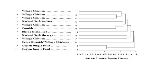 Dendrogram Showing The Results Of Cluster Analysis On The Rapd Profiles