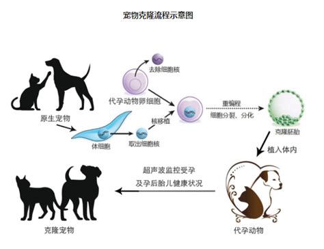走进宠物克隆的世界！ 知乎