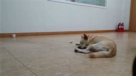 폭염 피해 공장 진돗개를 사무실 에어컨 아래 풀어주었더니 잠만 잔다 Youtube