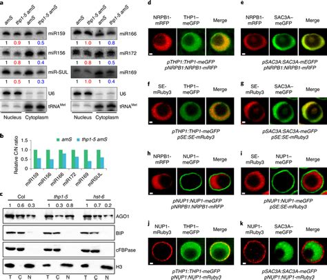 Nucleocytoplasmic Partitioning Of Mirnas And Ago1 And Trex 2 Protein