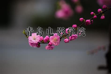 青岛电影学院王牌专业有哪些附2024最新王牌专业排名一览表