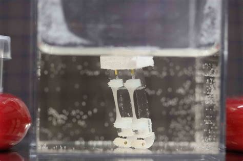 Little Turns Lead To Big Steps For Biohybrid Robots Courthouse News
