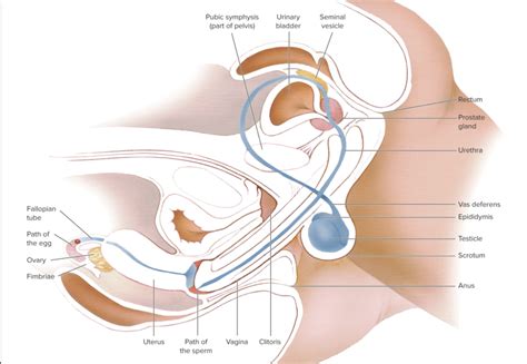 Sexual Intercourse In The Man On Top Position Diagram Diagram Quizlet