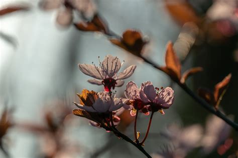 Prunus Cerasifera Pissardii Tree Blossom With Pink Flowers Spring Twig