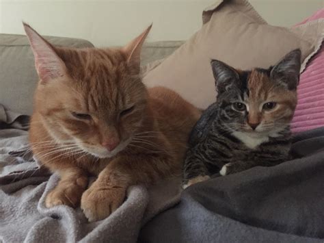 542 Best Lazy Afternoon Images On Pholder Aww Cozy Places And Blackcats