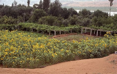 বন কি বন কাকে বলে বন কত প্রকার ও কি কি এবং বাংলাদেশের বনভূমির পরিমাণ ইনফরমেশন বাংলা