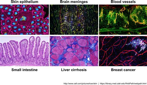 R语言学习笔记：从数据清洗到高级统计学和生物信息学 单细胞测序技术介绍