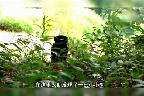 流浪的狗妈妈前腿被铁丝绑住，为了孩子可以付出一切，受伤的他带来满满的爱孩子铁丝受伤