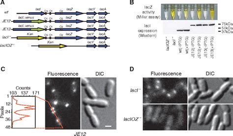 Figure 1 From Probing Transcription Factor Dynamics At The Single