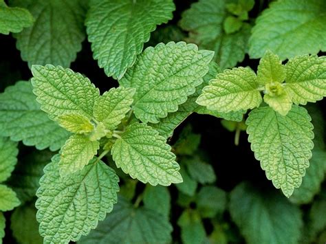 Lemon Balm Vs Mint Whats The Difference Northern Nester