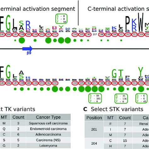A Kinview Comparison Of Ptk And Stk Activation Segments The Natural