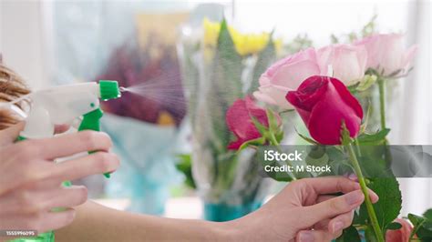 빨간 장미 꽃에 물을 뿌리는 여자 플로리스트의 손을 닫고 꽃에 수분과 활력을 더하고 꽃 가게에서 꽃이 시드는 것을 방지합니다 꽃집 개념 꽃 식물에 대한 스톡 사진 및 기타