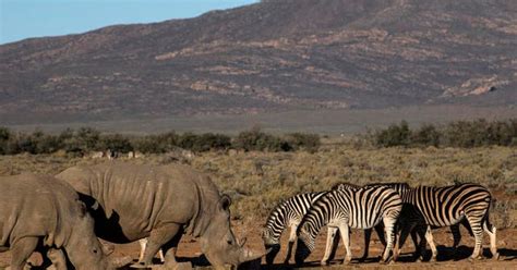 One Million Species Are At Risk Of Extinction Because Of Human Activity
