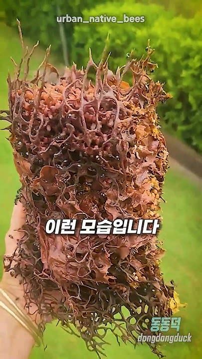 호주에 있다는 징그럽게 생긴 것 Youtube