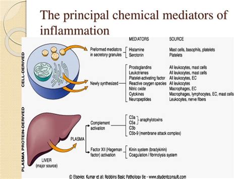 Ppt The Type Of Emigrating Leukocytes Varies With 1 The Age Of The