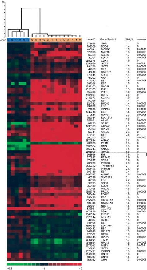 Figure 3 From Gastrointestinal Stromal Tumors With Kit Mutations Exhibit A Remarkably