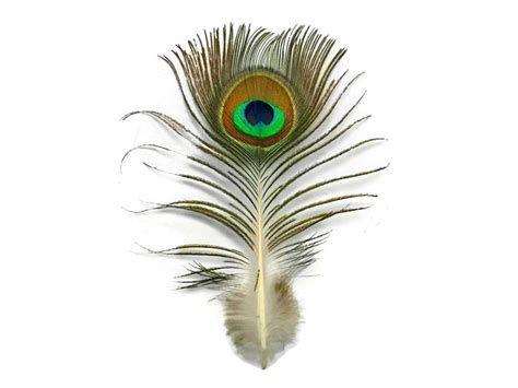 Natural Peacock Tail And Eye Feathers Dyed Peacock Feathers