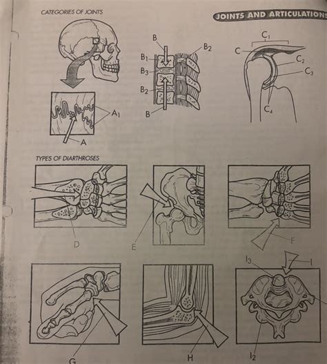 Joint Movements Diagram Quizlet