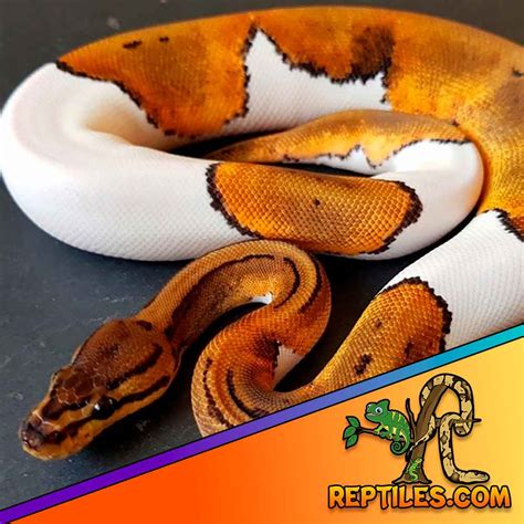 Paradox Albino Pied Ball Python
