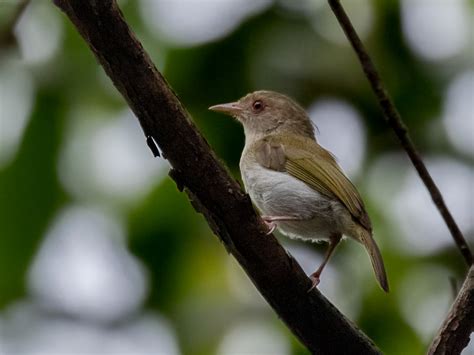 brown headed greenlet hylophilus brunneiceps birdweather