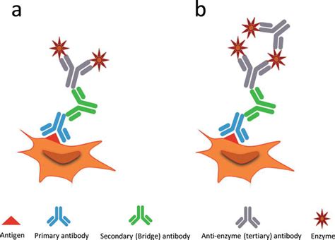 Detection Systems In Immunohistochemistry Intechopen