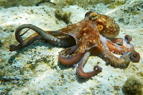 Octopus Symbolism 26 Spiritual Meanings Of Octopus