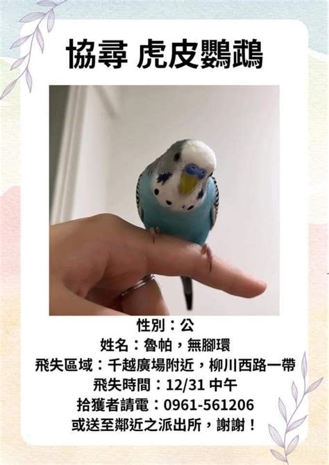 協尋 遺失台中火車站虎皮鸚鵡 Ptt評價
