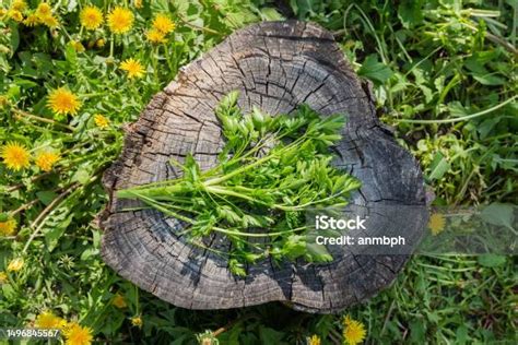 야외에서 오래된 그루터기에 신선한 파슬리 줄기 최고의 전망 그루터기 식물 부위에 대한 스톡 사진 및 기타 이미지 그루터기 식물 부위 농업 다발 Istock