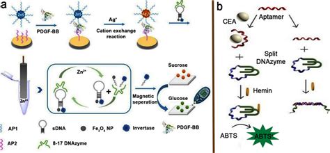 A Illustrative Process Of The Colorimetric Pgm Based Dnazyme Aptasensor