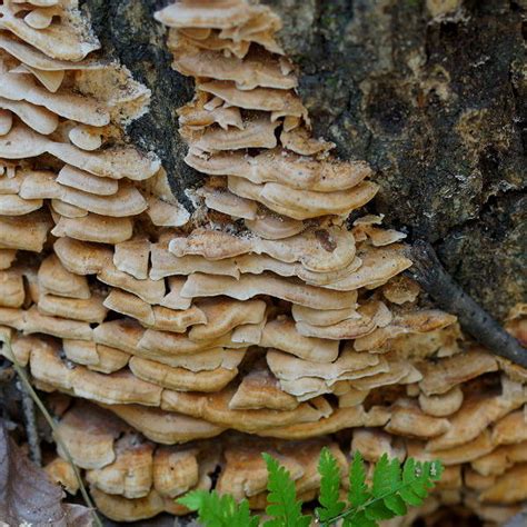 송곳니털구름버섯
