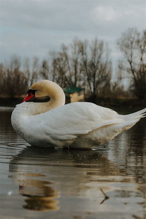 무료 사진 물 클로즈업 사진에 서 있는 아름 다운 하얀 백조