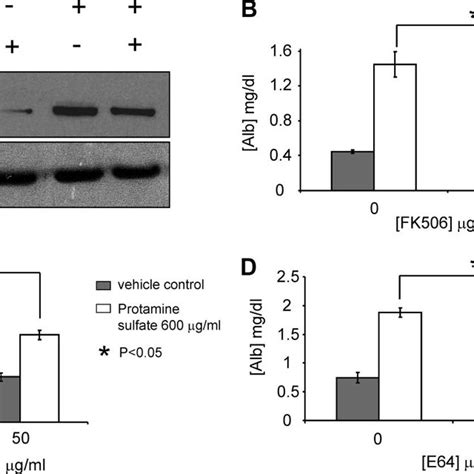 Protamine Sulfate Activates Signaling Through The Calcineurin Pathway