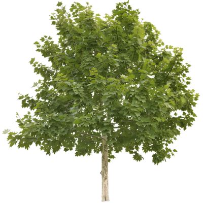 Tree Clip Art PNGs For Free Download